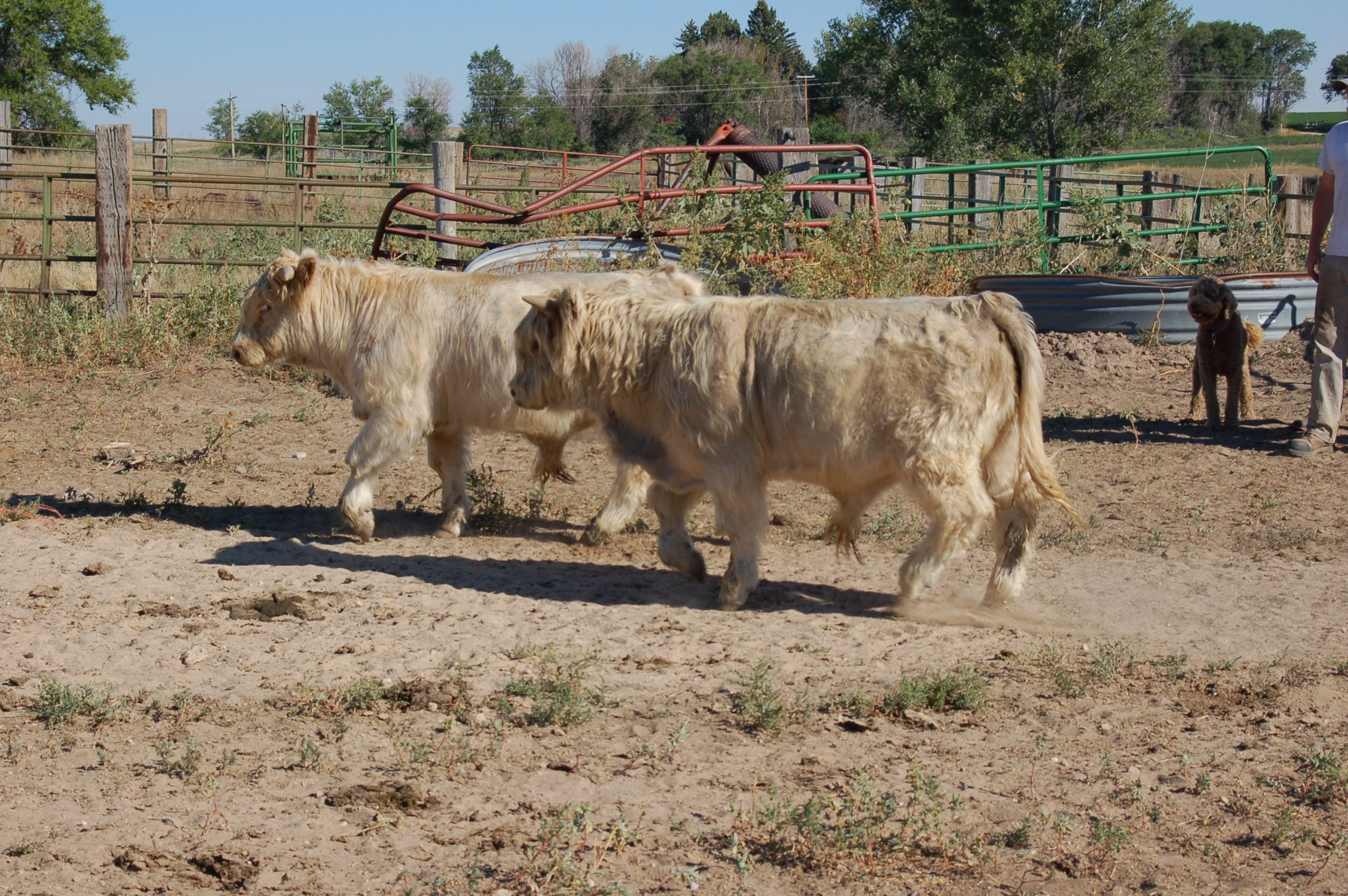Young White bull pair – Centennial Livestock Auction Co.