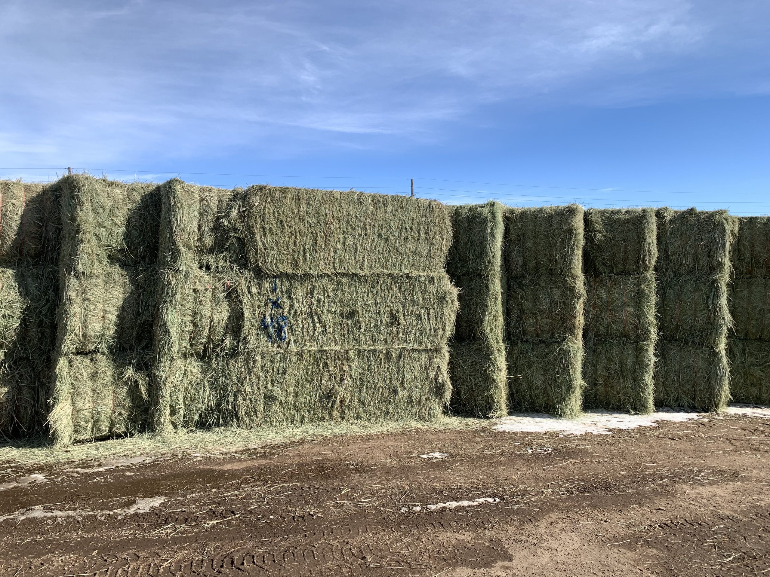 IMG_7531 – Centennial Livestock Auction Co.