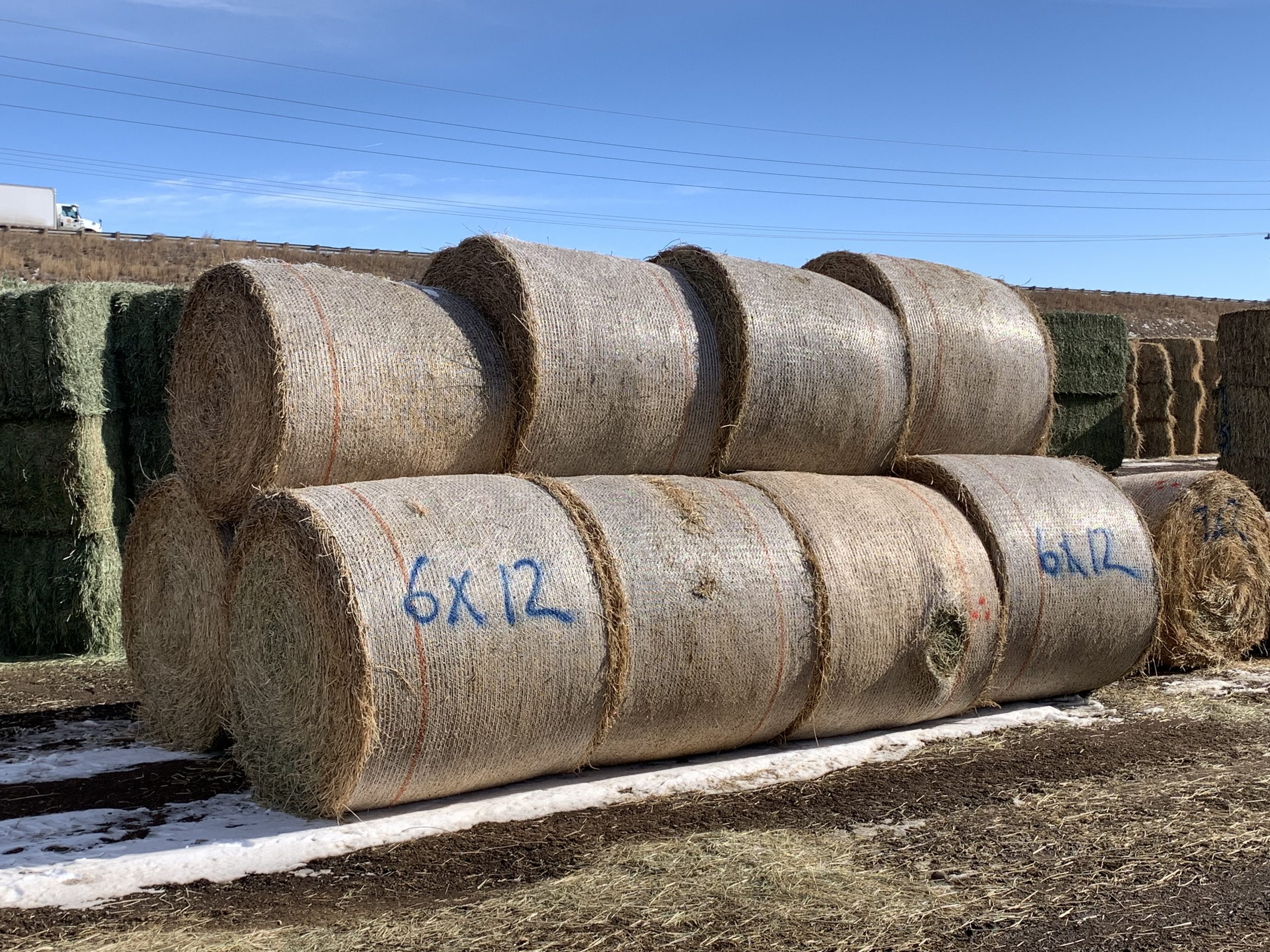 IMG_7536 – Centennial Livestock Auction Co.