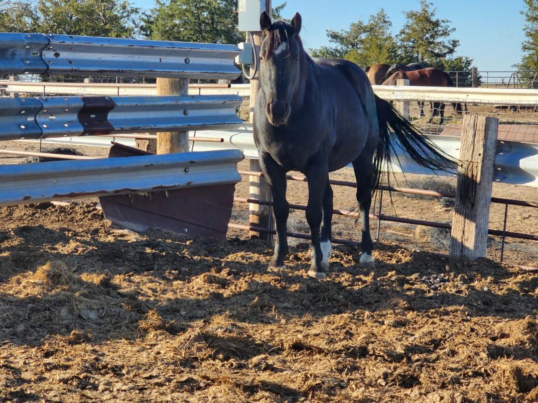 Ace 2 – Centennial Livestock Auction Co.