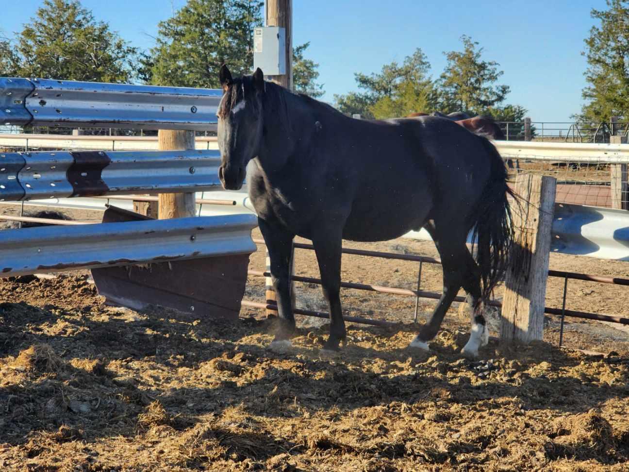 Ace 3 – Centennial Livestock Auction Co.