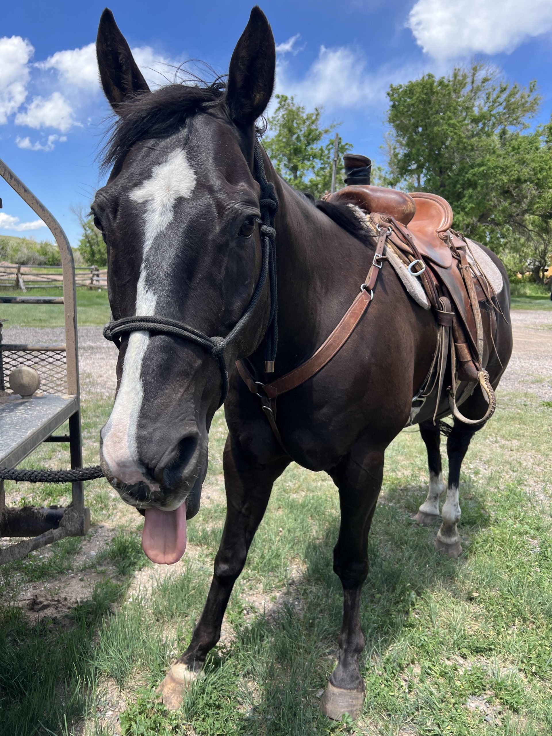 Baxter 1 – Centennial Livestock Auction Co.