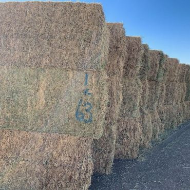 Hay Auction – Centennial Livestock Auction Co.