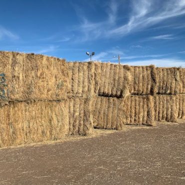 Hay Auction – Centennial Livestock Auction Co.