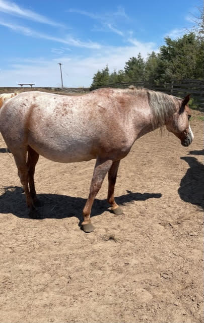 Spirit 1 – Centennial Livestock Auction Co.