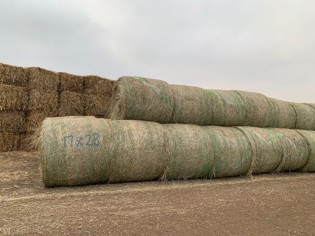 IMG_9755 – Centennial Livestock Auction Co.