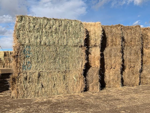 IMG_0116 – Centennial Livestock Auction Co.