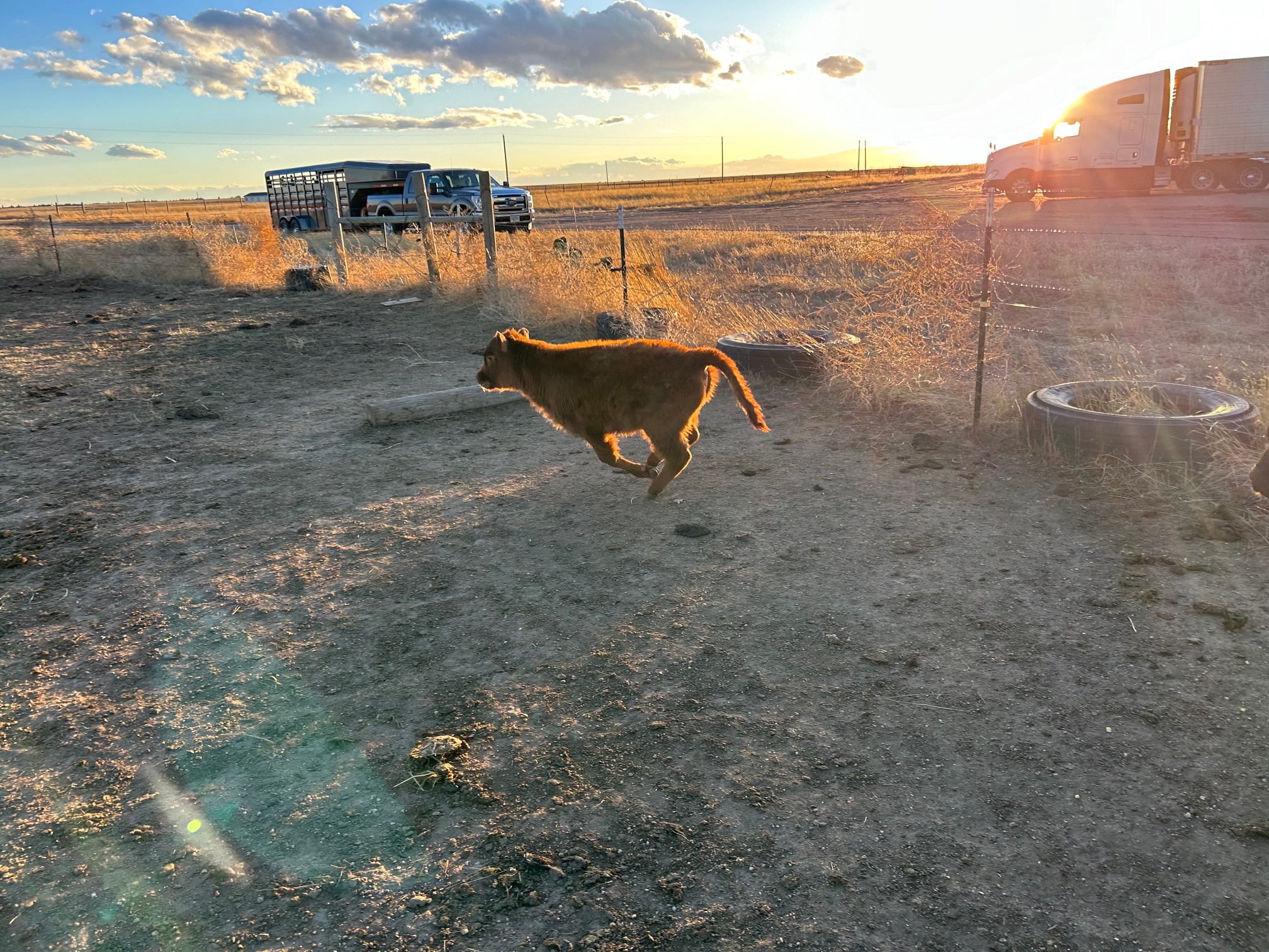 IMG_2834 – Centennial Livestock Auction Co.