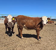 mail.google – Centennial Livestock Auction Co.