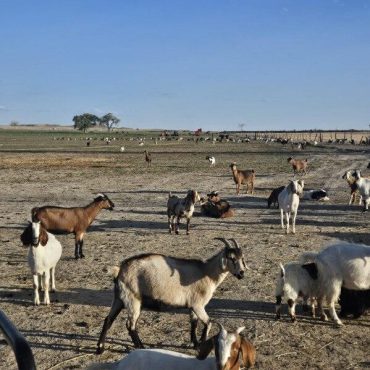 Hogs, Sheep, Llamas, Goats, Calves & Horses – Centennial Livestock ...