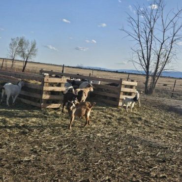 Hogs, Sheep, Llamas, Goats, Calves & Horses – Centennial Livestock ...