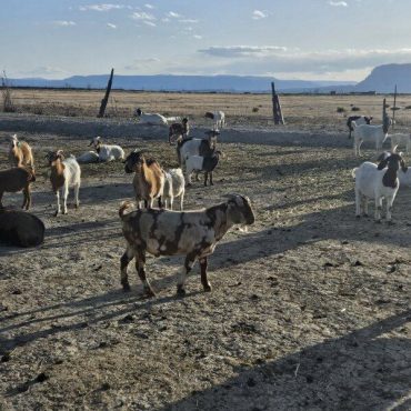 Hogs, Sheep, Llamas, Goats, Calves & Horses – Centennial Livestock ...