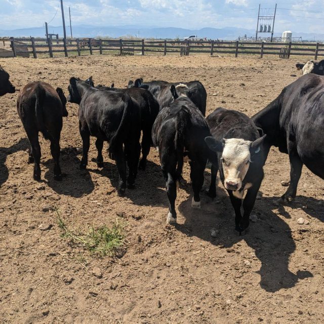 All Classes of Cattle – Centennial Livestock Auction Co.