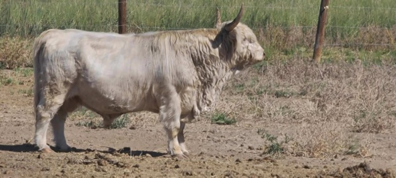 9C1E142D-EB49-4371-B967-8EABBA5918C3_4_5005_c – Centennial Livestock ...