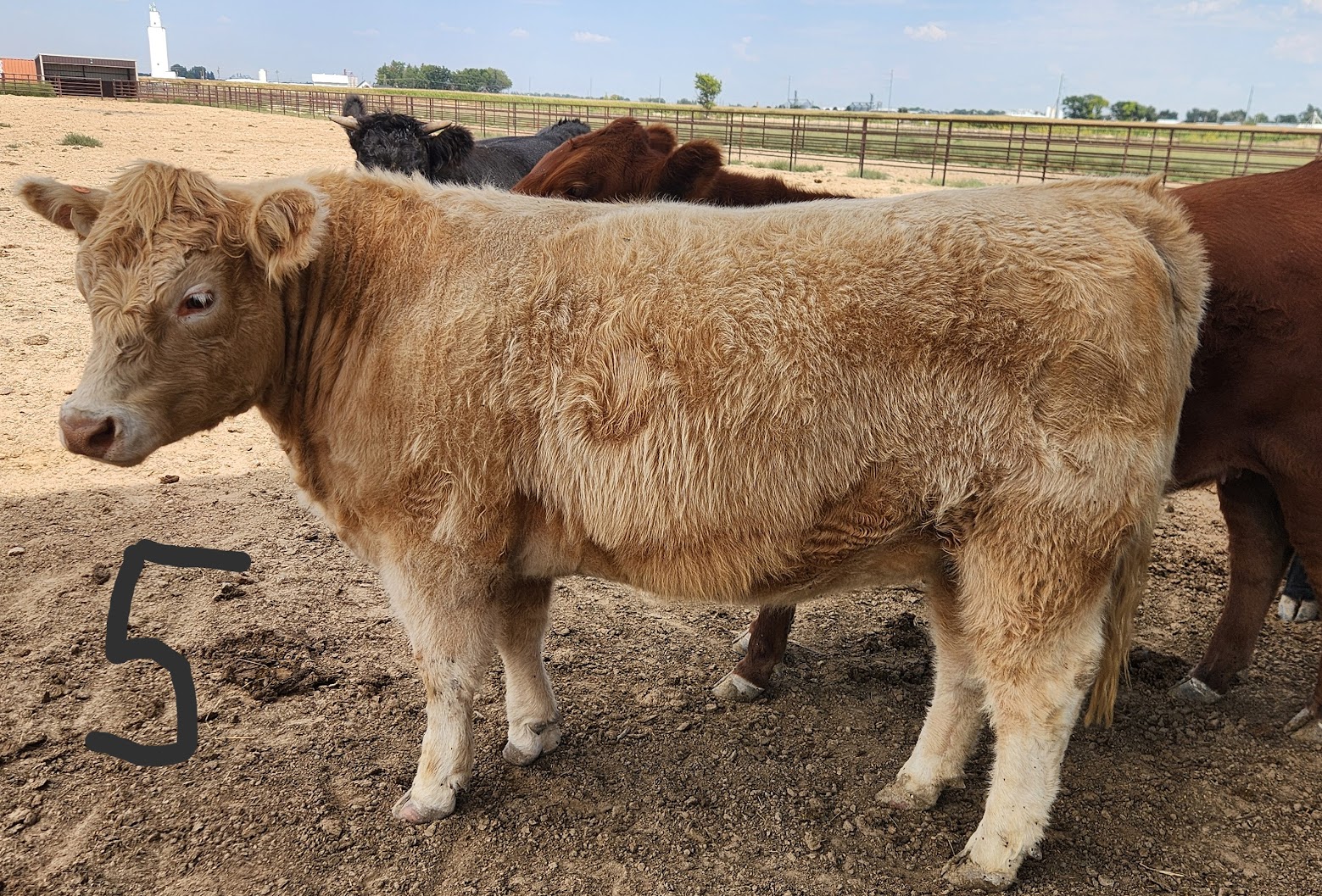 Heifer sale Duello – Centennial Livestock Auction Co.