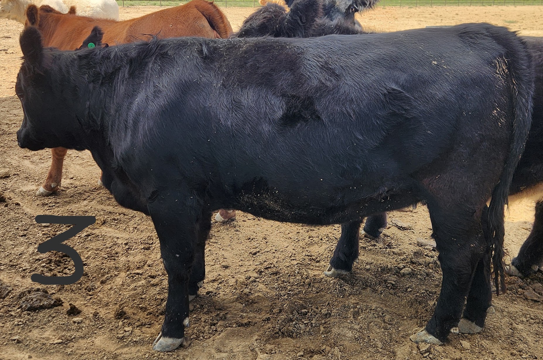Heifer sale Larry – Centennial Livestock Auction Co.