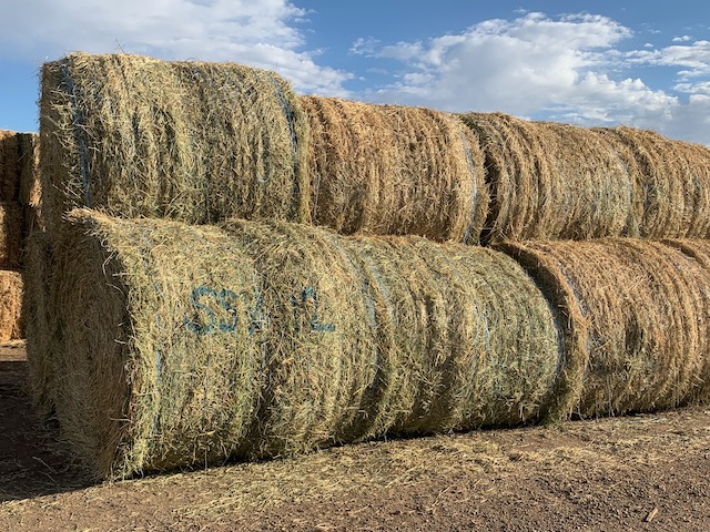 Hay Auction – Centennial Livestock Auction Co.