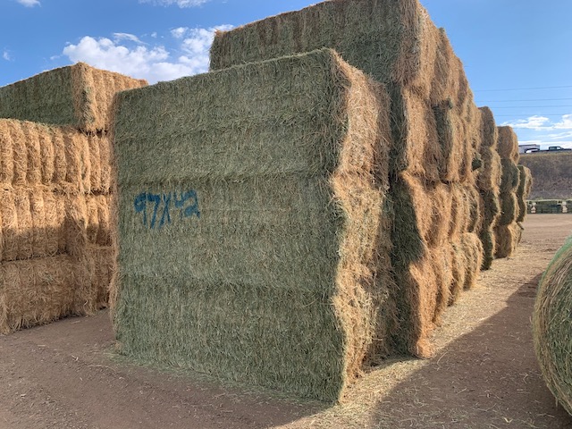 Hay Auction – Centennial Livestock Auction Co.
