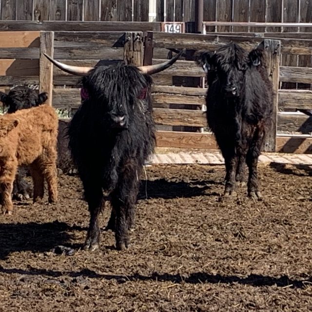 Cattle: All Classes – Centennial Livestock Auction Co.