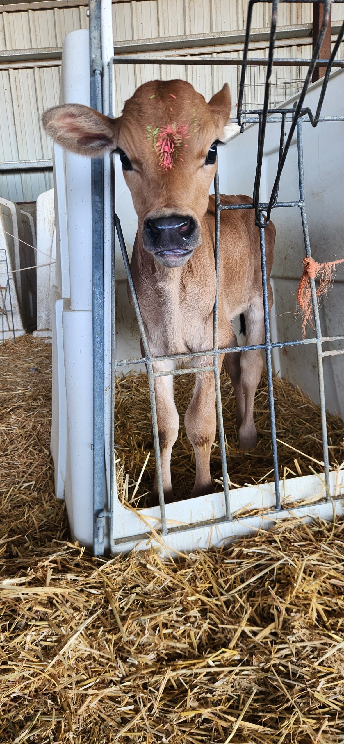 20250715_083042 – Centennial Livestock Auction Co.
