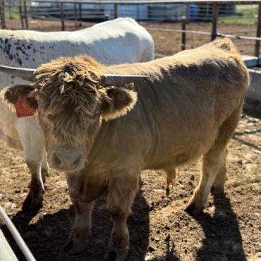 Cattle: All Classes – Centennial Livestock Auction Co.