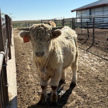 Cattle: All Classes – Centennial Livestock Auction Co.