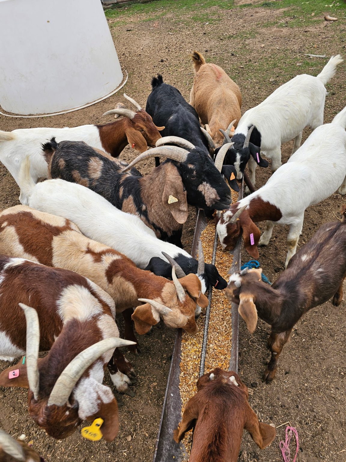 DCEBFC8E-B429-4DA5-B8F4-2E0F58CEB8DE – Centennial Livestock Auction Co.